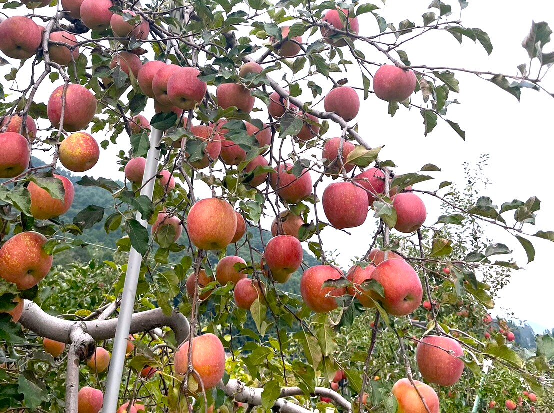 Delicious Fruits in Nagano – Even in Winter! | News | Bus services ...